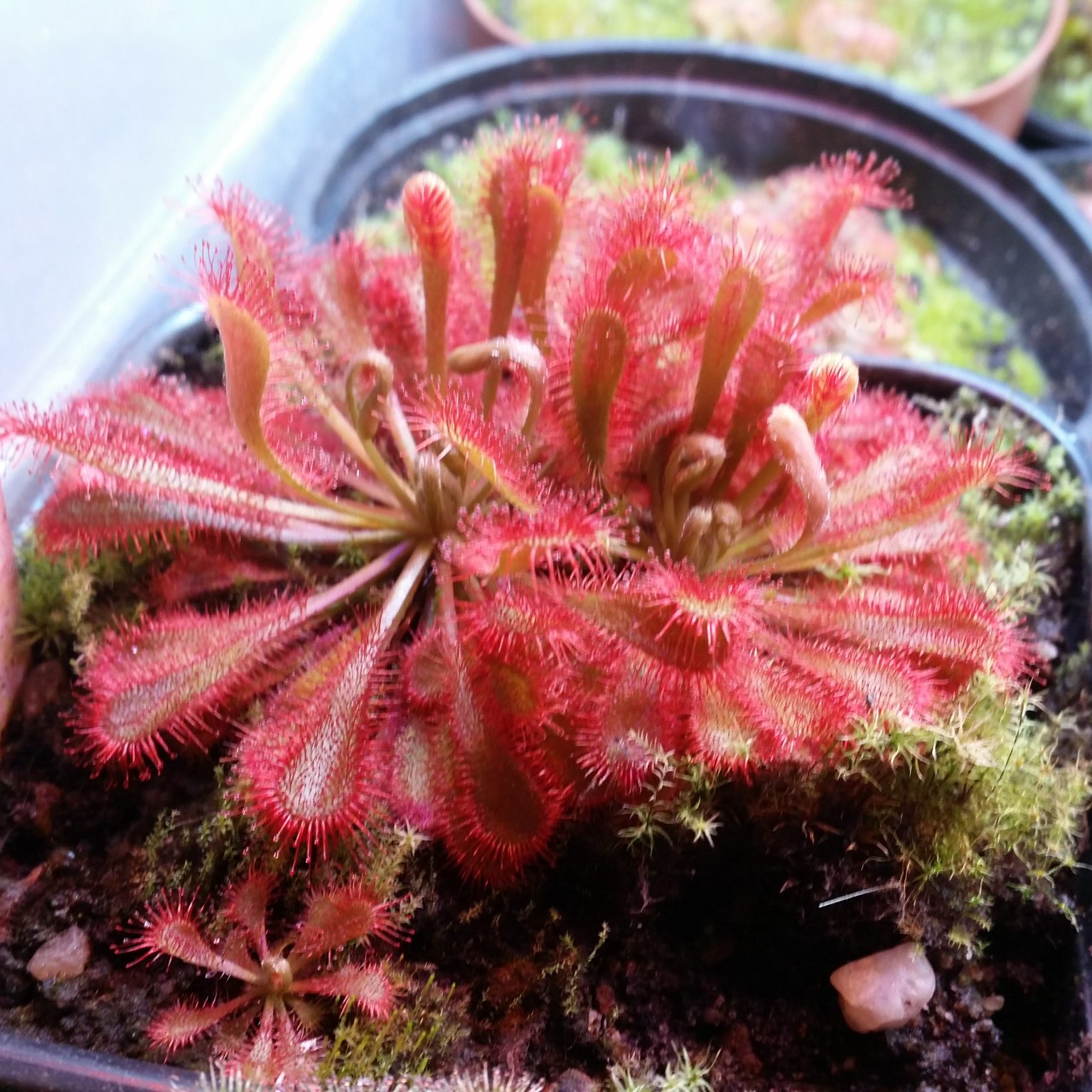 DROSERA SPATULATA X ULTRAMAFICA – 𝐄𝐋 𝐌𝐔𝐍𝐃𝐎 𝐃𝐄 𝐋𝐀𝐒 𝐂𝐀𝐑𝐍𝐈𝐕𝐎𝐑𝐀𝐒