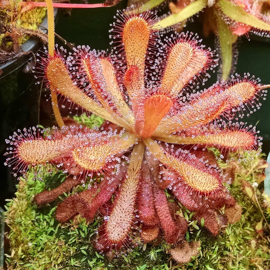 DROSERA VENUSTA – 𝐄𝐋 𝐌𝐔𝐍𝐃𝐎 𝐃𝐄 𝐋𝐀𝐒 𝐂𝐀𝐑𝐍𝐈𝐕𝐎𝐑𝐀𝐒